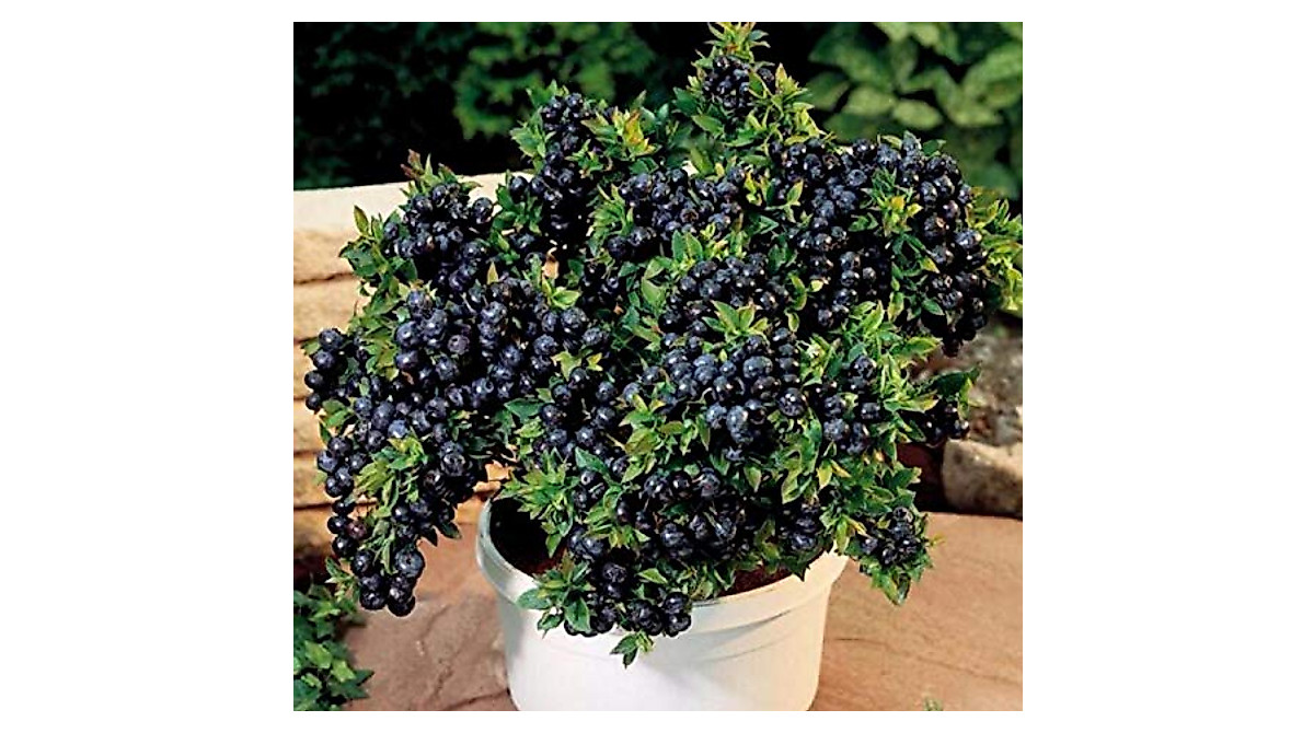 Grow Blueberries at Home with Zellajake 50+ Heirloom Seeds
