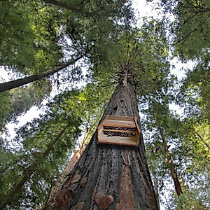 Bat Houses for Outdoors with Improved Airflow to Both Chambers - Bat Boxes for Outside with Easy Grip Surfaces- Large Bat House for a Safe Nesting Environment - Weather and Insect Resistant Cedar