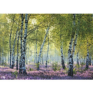 Ravensburger Birch Forest 1000 Piece Jigsaw Puzzles for Adults & Kids Age 12 Years Up