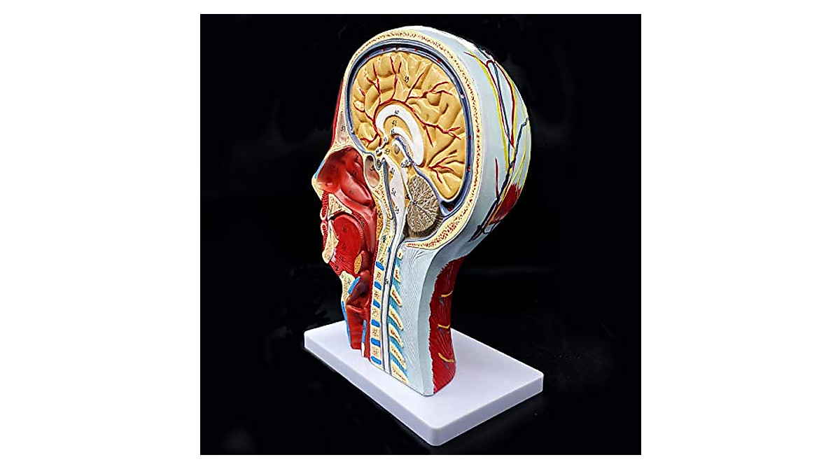 Life-Size Human Head Anatomical Model for Education