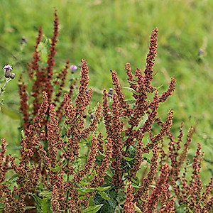 Outsidepride Garden Sorrel Culinary Herb Garden Plant for Soups & Salads - 10000 Seeds