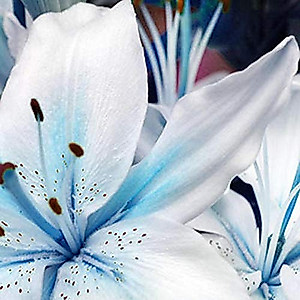 Blue Rare Lily Seeds for Yard Gardening Plant,50Pcs Blue Rare Lily Seeds Planting Lilium Flower Home Bonsai Garden Decor by Mosichi