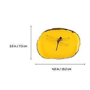 IMIKEYA Amber Fossil with Insects Samples Stones Crystal Specimens Home Decorations Collection Pendant Dragonfly