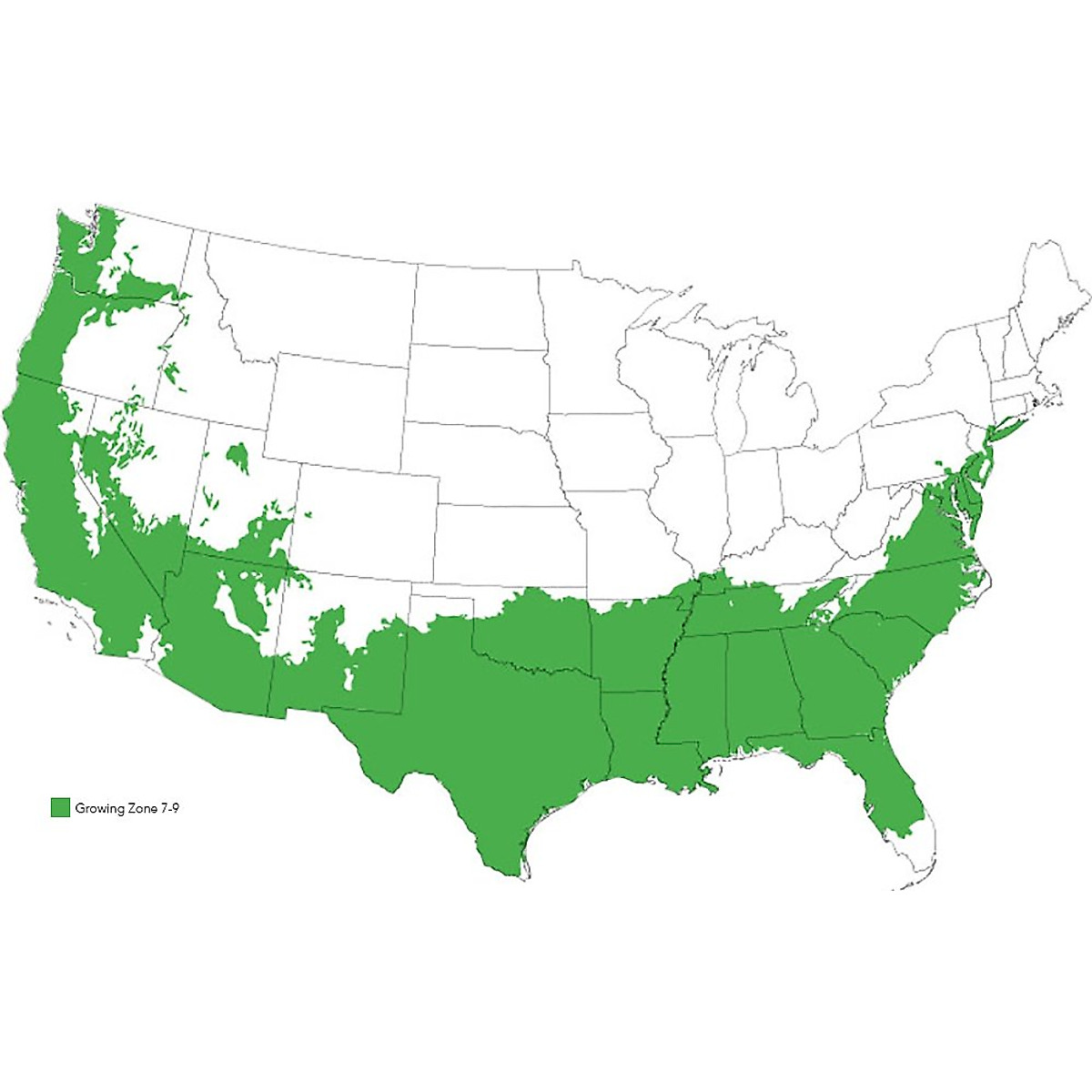 Arbequina Olive Tree - Live Plant, Includes Special Blend Plant Food & Planting Guide- Size (3-4FT)