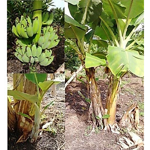 15 Banana Tree Seeds - 15 Seeds (Musa acuminata SSP. acuminata) - Pack of 15 Rare and Viable Seeds - QO Seeds