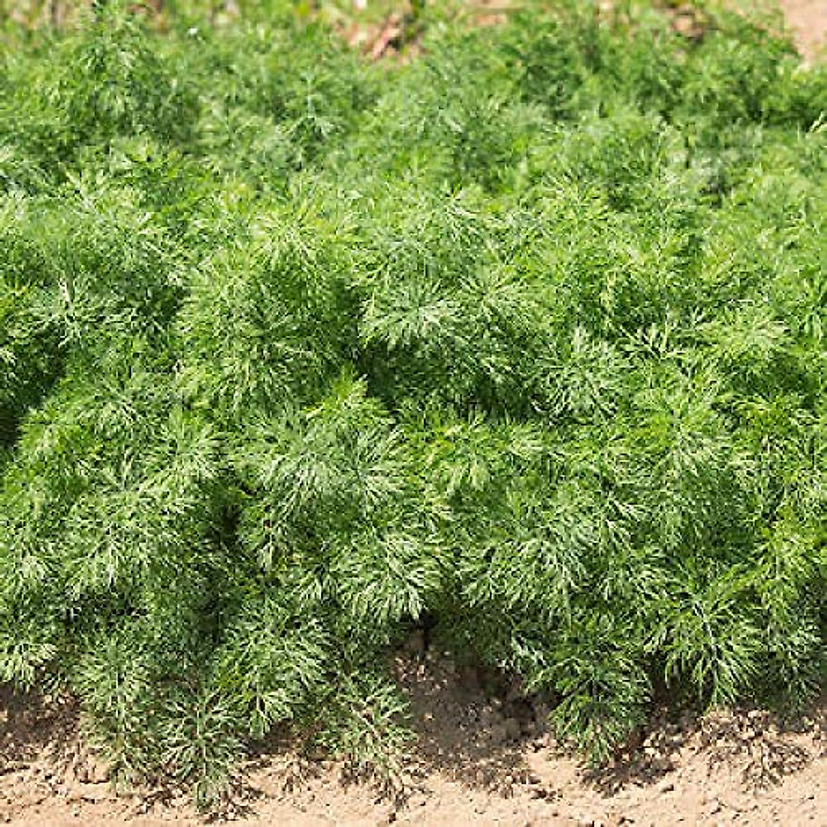 David's Garden Seeds Herb Dill Teddy 1248 (Green) 200 Non-GMO, Open Pollinated Seeds