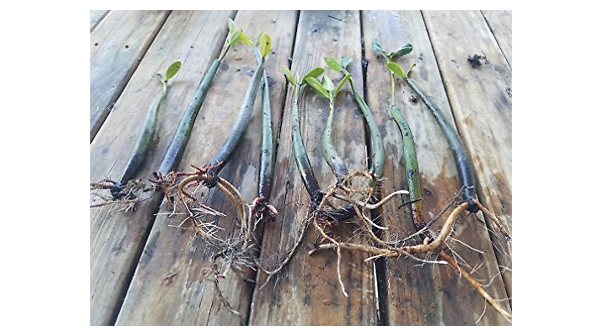 5 LIVE Mangroves - Red Mangrove Seedlings - Filtration, Aquarium, Reef ...