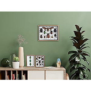 9 Real MIXS Very Rare Insect Taxidermy Set in Boxes Display for Collectibles