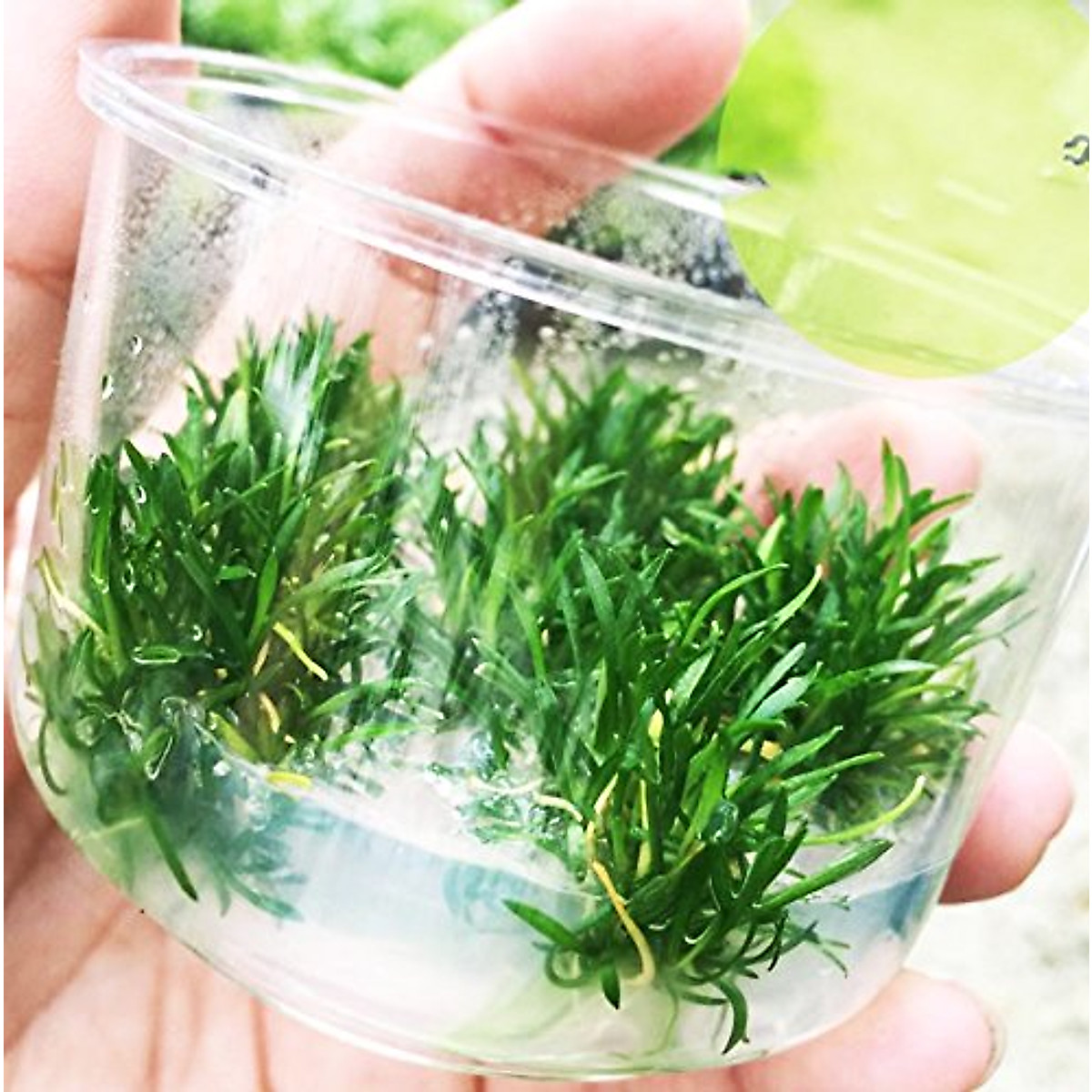 Greenpro Cryptocoryne Parva Freshwater Live Aquarium Plants TC Cup Fish Tank Decoration