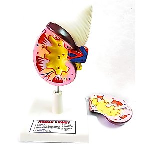 Saini MEDICOS Human Kidney Model on Stand for Labs and Schools