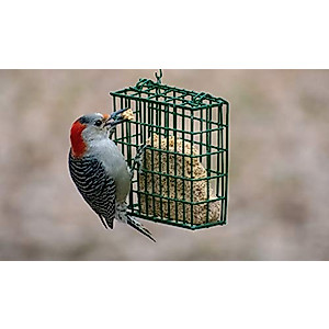 C&S Woodpecker Treat 11 Ounces, 12 Pack