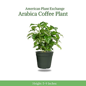 American Plant Exchange Arabica Coffee 3 Pack Fuit Producing Live Plants, Three 4" Pots, Fragrant White Flowers