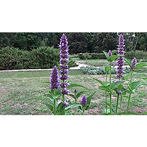 "Purple Giant" Hyssop Seeds for Planting, Fragrant Herb, 250+ Seeds Per Packet, (Isla's Garden Seeds), Non GMO & Heirloom Seeds, Botanical Name: Agastache Rugosa, Great Home Garden Gift
