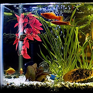 POPETPOP Aquarium Artificial Plant Fake Aquatic Plants Suction Cup Rattan Ornament for Fish Tank Landscape Decoration Red