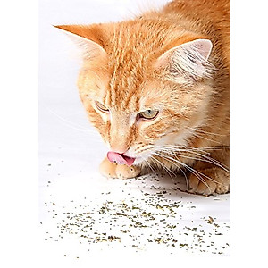 Purple Haze Catnip, Premium Blend Safe for Cats, Infused with Maximum Potency Your Kitty is Sure to Go Crazy for (1 Cup)