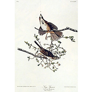 Song Sparrow. From"The Birds of America" (Amsterdam Edition)