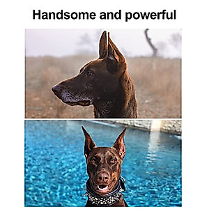 CDQL Dog Ear Stand Sticker Up Support Tool, Fix Dog Ear Posture, Comfortable and Easy to Use, Ideal for Doberman, Samoyed, Great Dane, Prevent Sweating and Itching (10 * 5cm)