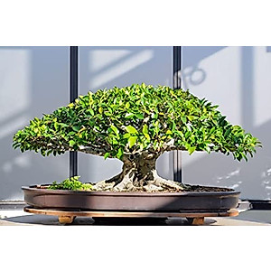 100 Pcs Banyan Seeds Bonsai Tree Seeds Indoor and Outdoor Bonsai Seed for Home Yard Garden Decor Easy to Grow