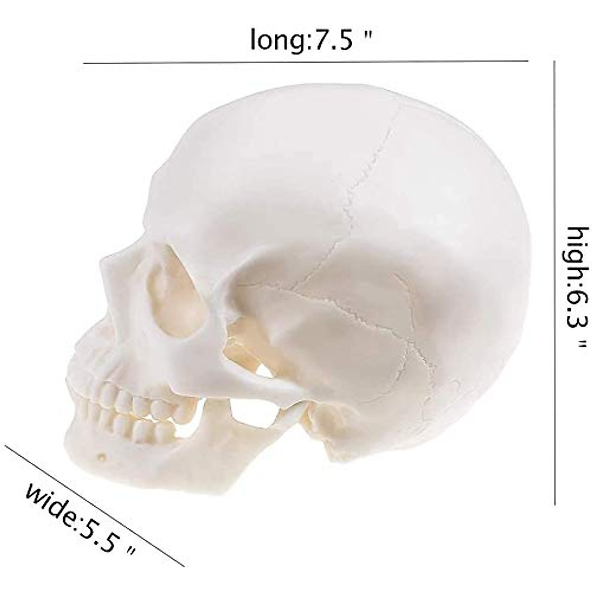 1:1 Human Skull Realistic Life Size Replica Medical Anatomy Model Home Halloween Skull Decorations Art Supplies