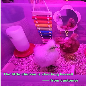 Viowey 2PCS Chicken Xylophone Toys, Chicken Mirror, Chicken Pecking Toy, Suspensible Wood Xylophone Toy with 8 Metal Keys for Hens Parrots