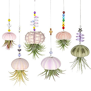 Patelai 6 Pieces Hanging Sea Urchin Shell Pot Decorative Air Plant Holder Cute Mini Shell Succulent Display Container for Boho Home Indoor Outdoor Wall Garden Decoration