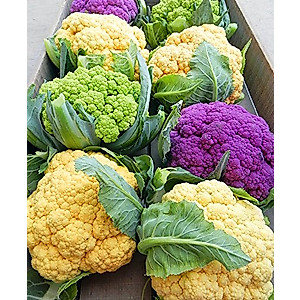Please Read! This is A Mix!!! 50+ Cauliflower Mix Seeds Heirloom Non-GMO 4 Varieties Purple Green Yellow Delicious from USA