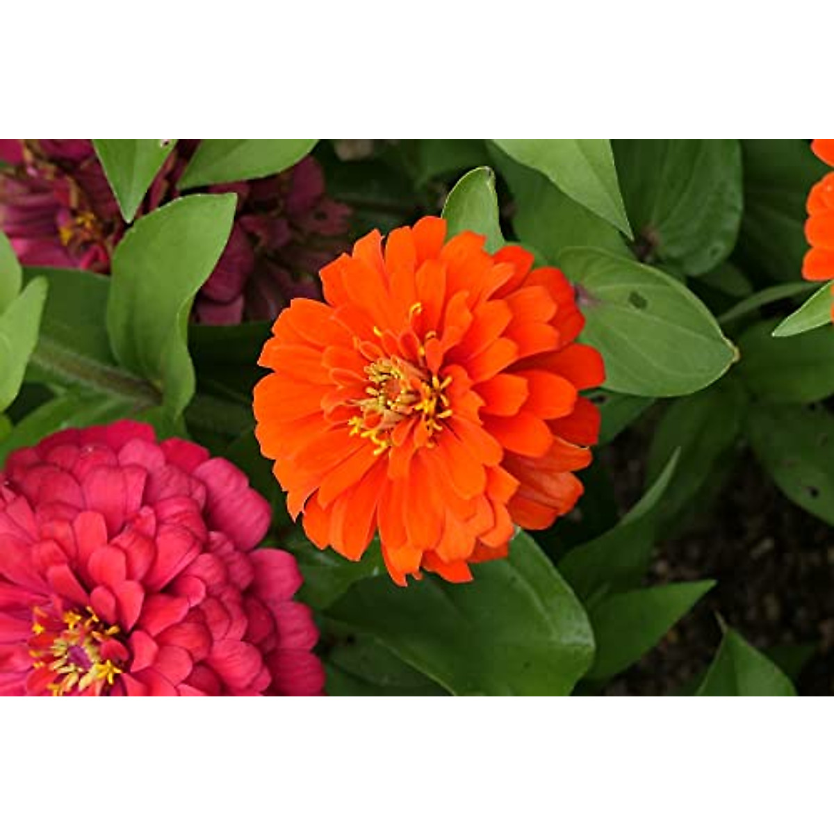 Dahlia Flowered Zinnia Mix Flower Seeds for Planting, 500+ Heirloom Flower Seeds Per Packet, (Isla's Garden Seeds), Non GMO Seeds, Scientific Name: Zinnia elegans, Great Home Garden Gift