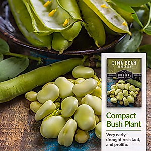 Survival Garden Seeds - Henderson Lima Bean Seed for Planting - 2 Packs with Instructions to Plant and Grow Tender White Butter Beans in Your Home Vegetable Garden - Non-GMO Heirloom Variety