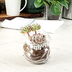 8 Ounce Glass Zipper Bag, 1 Small Glass Bag - Realistic Crinkled Edges, Serve Candy, Popcorn, or Nuts, Clear Glass Bag Bowl, Dishwashable, Flat Base - Restaurantware.