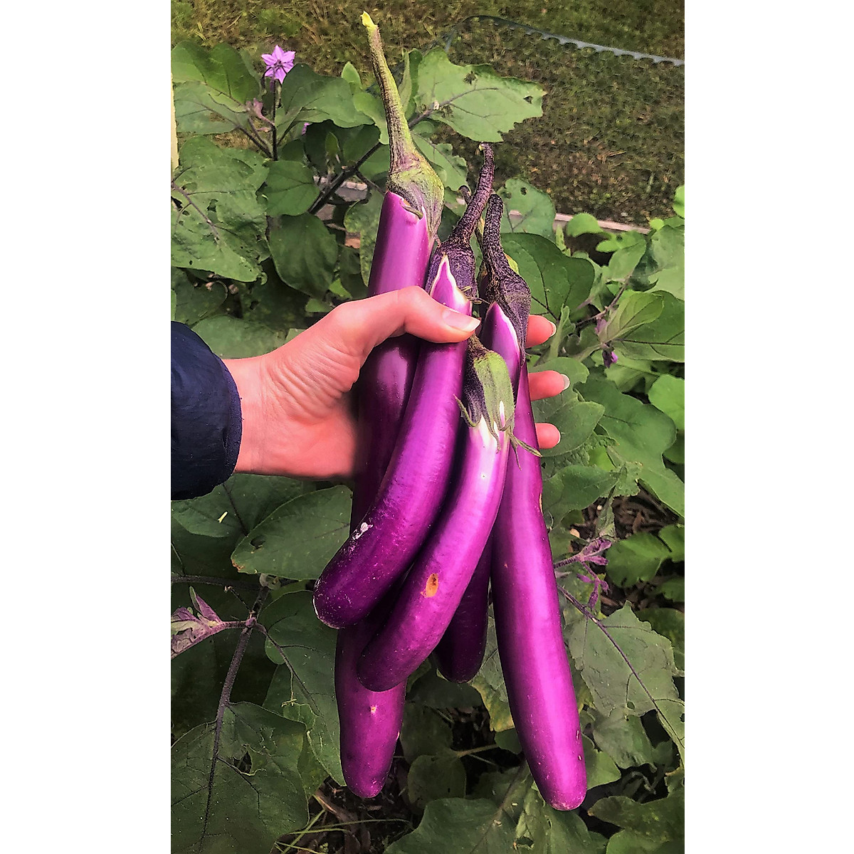 TomorrowSeeds - Chinese Eggplant Seeds - 200+ Count Packet - for 2024 Purple Shine Long Asian Aubergine Ping Tung Japanese Eggplants Brinjal