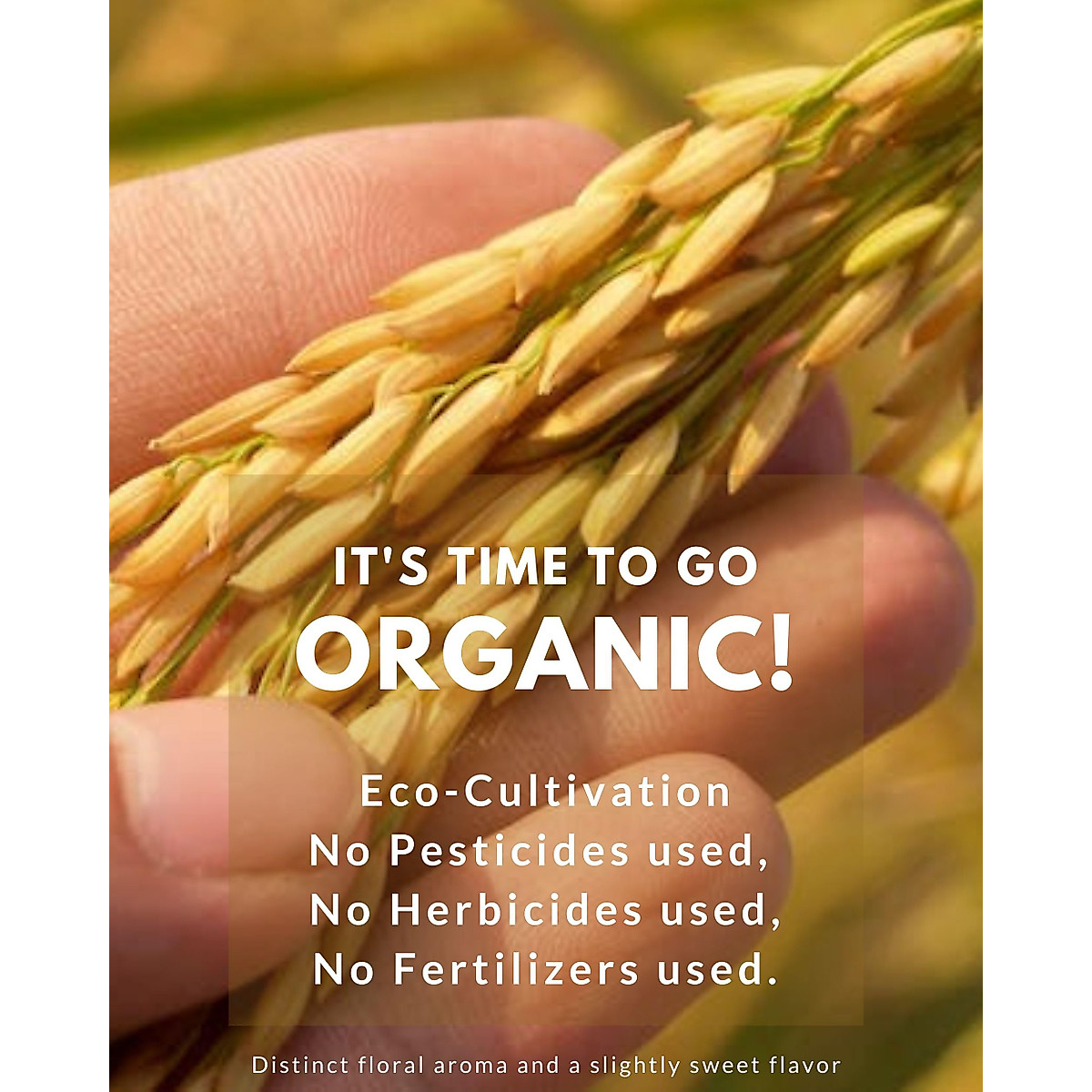 Organic Thai Jasmine Microwavable Cooked Brown Rice - Gluten-free - Vegan Healthy Ready to Eat 6 x 4.6 OZ Pouch (Brown Rice 6 Pouches)