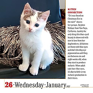 365 Cats Page-A-Day Calendar 2022: The World's Favorite Cat Calendar