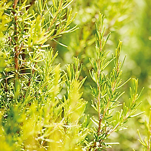 Weleda Weleda rosemary revitalising hair tonic 100ml