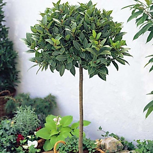 Laurus Nobilis Bay Leaf Tree, Sweet Bay Leaf Live Plant Tree, Bay Laurel Tree, 6-8" in Tall