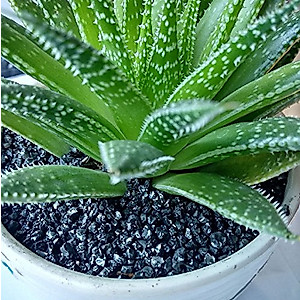 1 LB Gorgeous Aquarium Decoration - Aquarium Black Bottom Sand - Succulents Pavement