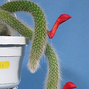 CHUXAY GARDEN Cleistocactus Colademononis,Hildewintera Monkey's Tail Cactus Bonsai 20 Seeds Portal Cool Succulents Heirloom Gardening Gifts Tough Striking Landscaping Plant
