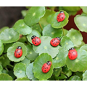 100 pcs Wooden Ladybug Garden Stones - Decorative Outdoor Ornaments - Garden Decoration for Vegatable and Flower Beds