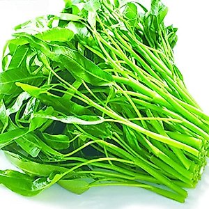 2000+ Seeds Kangkong Seeds - Rau Muong, Ong Choy, Brown - Chinese Spinach - Cong Xin CAI Seeds, kangkung Seeds for Planting