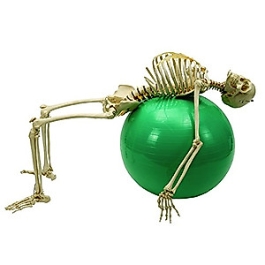 Rudiger Anatomie Physiological Skeleton with Flexible Spine, Spinal Cord, Vertebral Arteries, Mounted Herniated Disc and Sectioned Sacrum, Includes Display Stand with Casters, Dust Cover, and Warranty