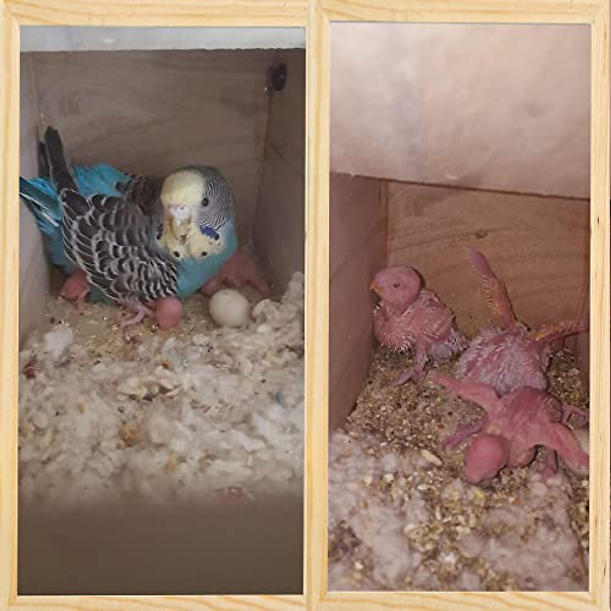 kathson Parrot Nest Box,Parakeet Nesting Boxes,Pet Bird Mating Breeding Wood House with Feeding Spoon 4 Toys Balls for Lovebirds Budgerigar Canary Cockatiel Small Birds (6 PCS)