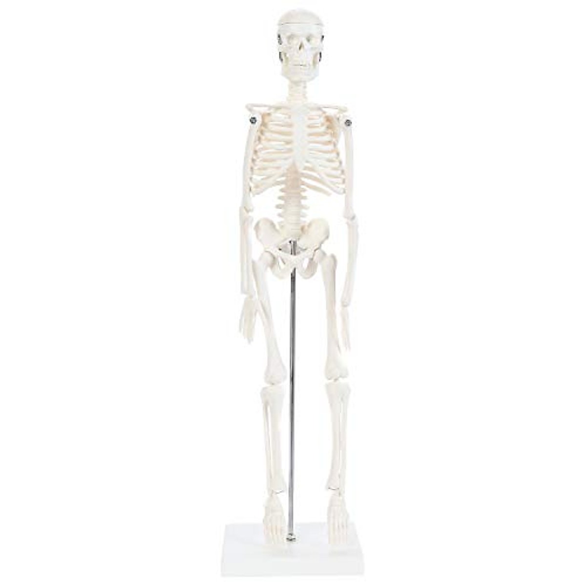 Anatomy Lab Human Skeleton Model, 19" Desktop Skeleton Has Movable Arms and Legs, Details Basic Human Skeletal System with Display Stand