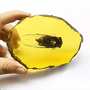 Amber Fossils Insect Samples Artificial Amber Insect Specimen Pendant Stone Decoration Crystal Samples Collection Science Education Dragonflies, Cicadas, Scorpions, Butterflies (4 Combinations)