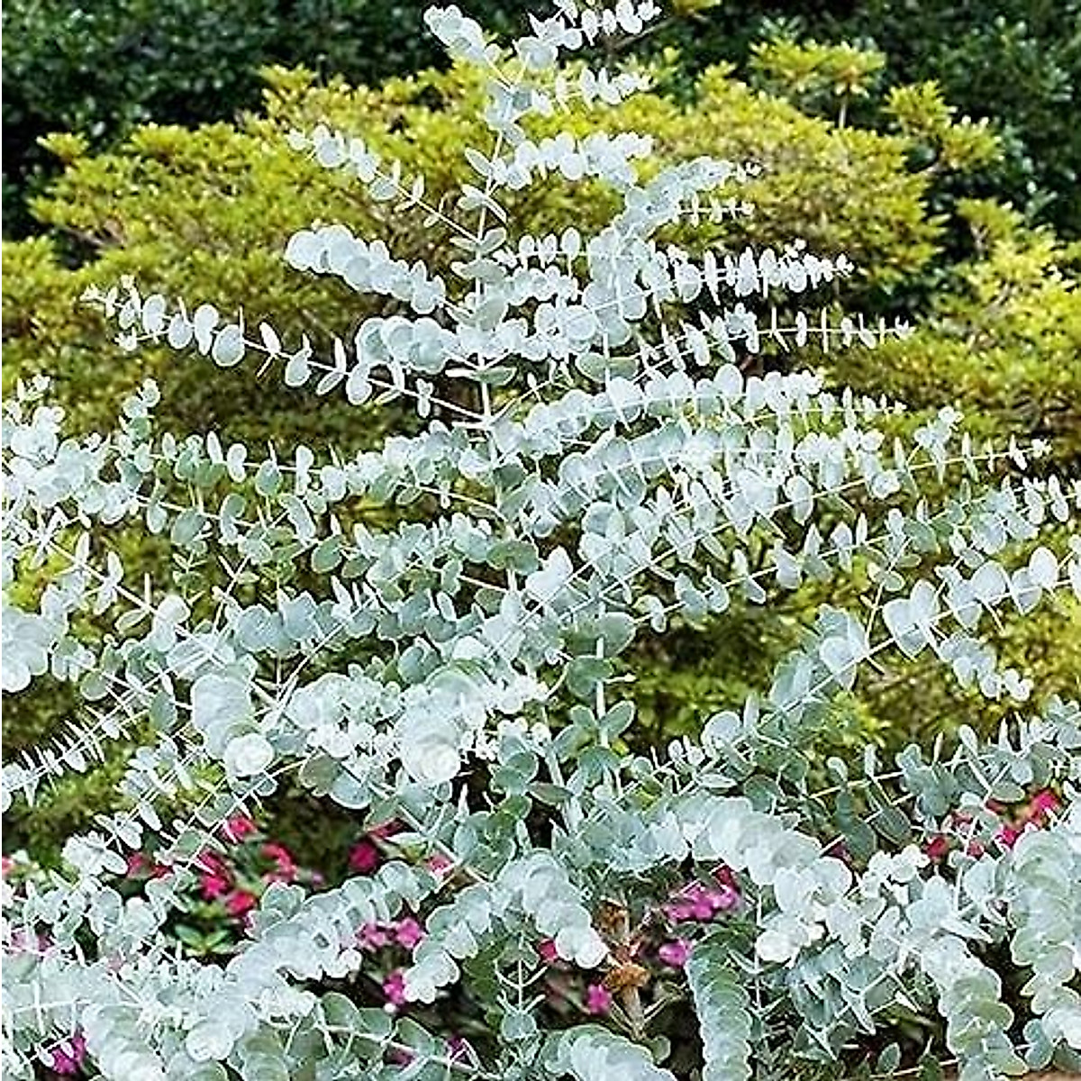 CHUXAY GARDEN Eucalyptus Cinerea Tree Seed,Argyle Apple,Silver Dollar Tree 25 Seeds Evergreen Tree Air Purifier Aromatic Adding a Decorative Appeal Low-Maintenance