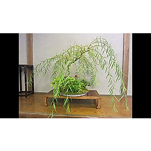Bonsai Dwarf Weeping Willow Tree - Large Thick Truck Cutting - Ready to Plant - Get a Rare Dwarf Bonsai Tree Very Fast