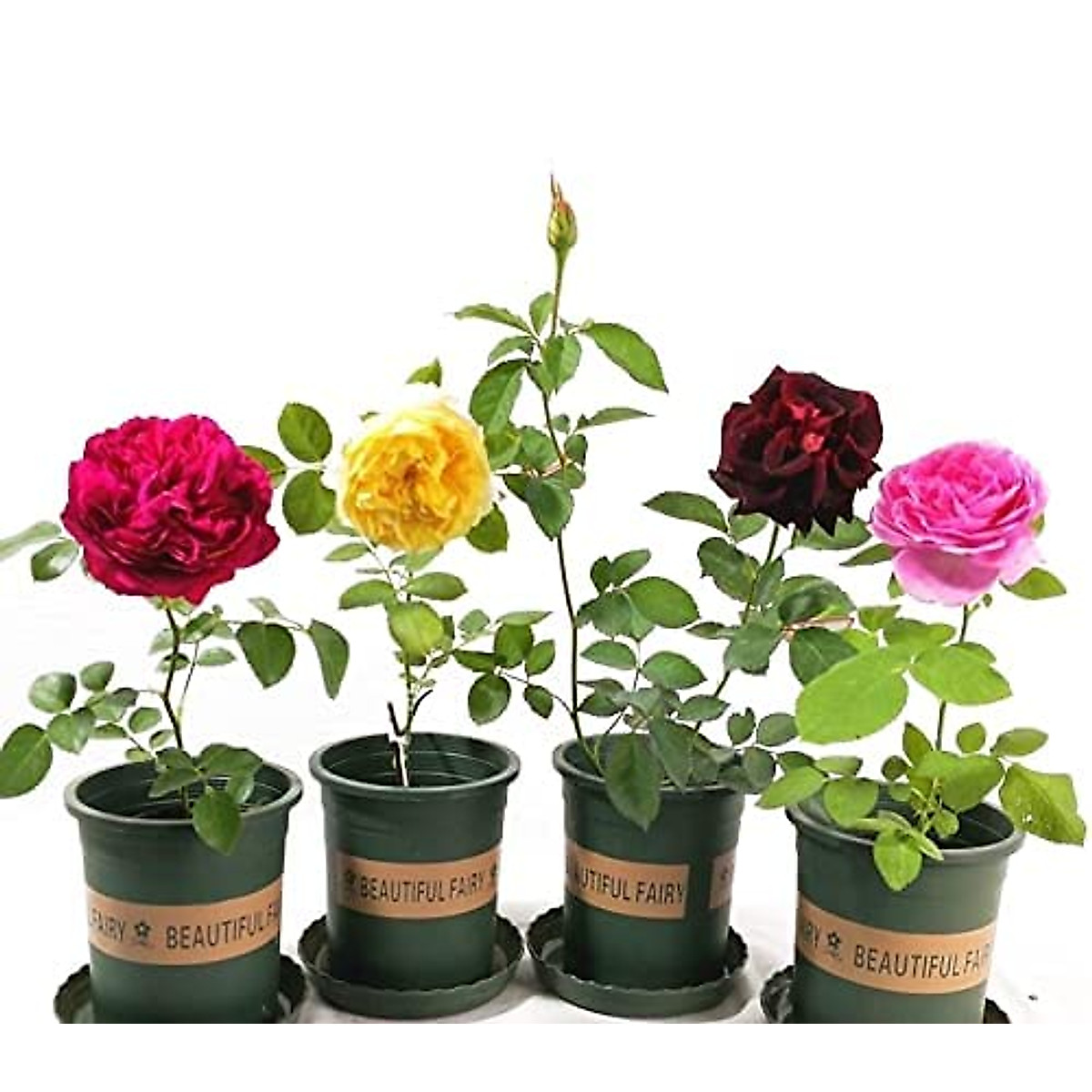 Rose "Carola Rose" Seedlings 2pcs ,Light Red Rose Bush,Rose Hedging,Living Tinged Rose Plant,Perennial Plant Root,Home Garden Yard Decor Blooms This Year,Easy Planting