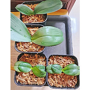 Orchid Sphagnum Moss, 2qt Succulent Dried Moss, Garden Bonsai Pot Mix, Moisture-Holding Plant Growing Medium for Flowers Plant Pot and Reptiles