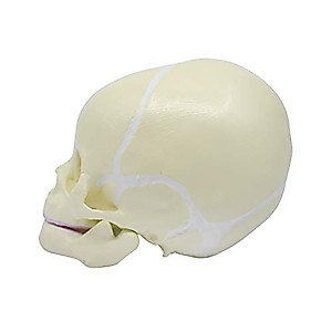Human Fetus (Infant) Skull Anatomical Model, Life Sized, Hand Painted