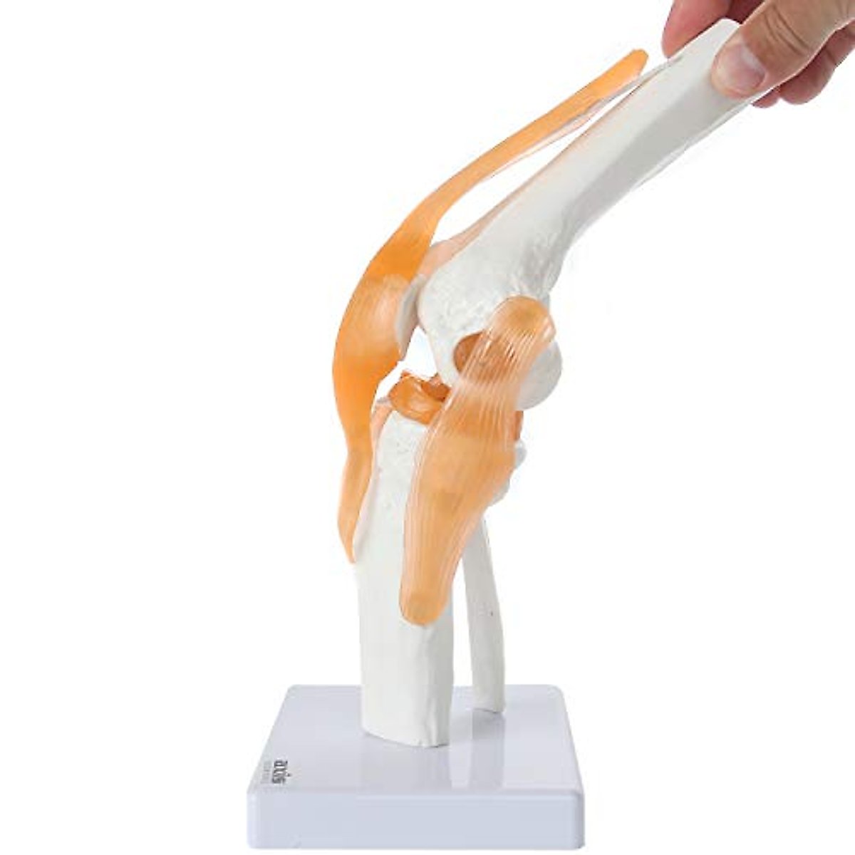 Knee Model Anatomy - Anatomically Correct Knee Joint Model with Ligaments and Muscles, Human Knee Model, Display Movement, Includes Base, Detailed Full Color Product Manual, Made by Axis Scientific