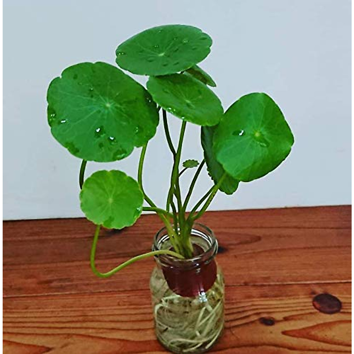 Mainam Whorled Pennywort Bunch Hydrocotyle Verticillata Live Aquarium Plants 3 Days Live Guaranteed for Freshwater Pond Fish Tank
