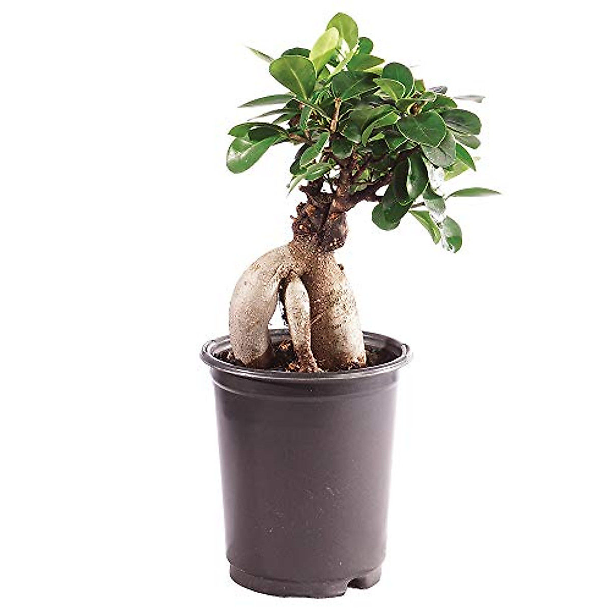Brussel's Bonsai Live Gensing Grafted Ficus Indoor Bonsai Tree-4 Years Old 6" to 8" Tall with Plastic Grower Pot, Small, Blank